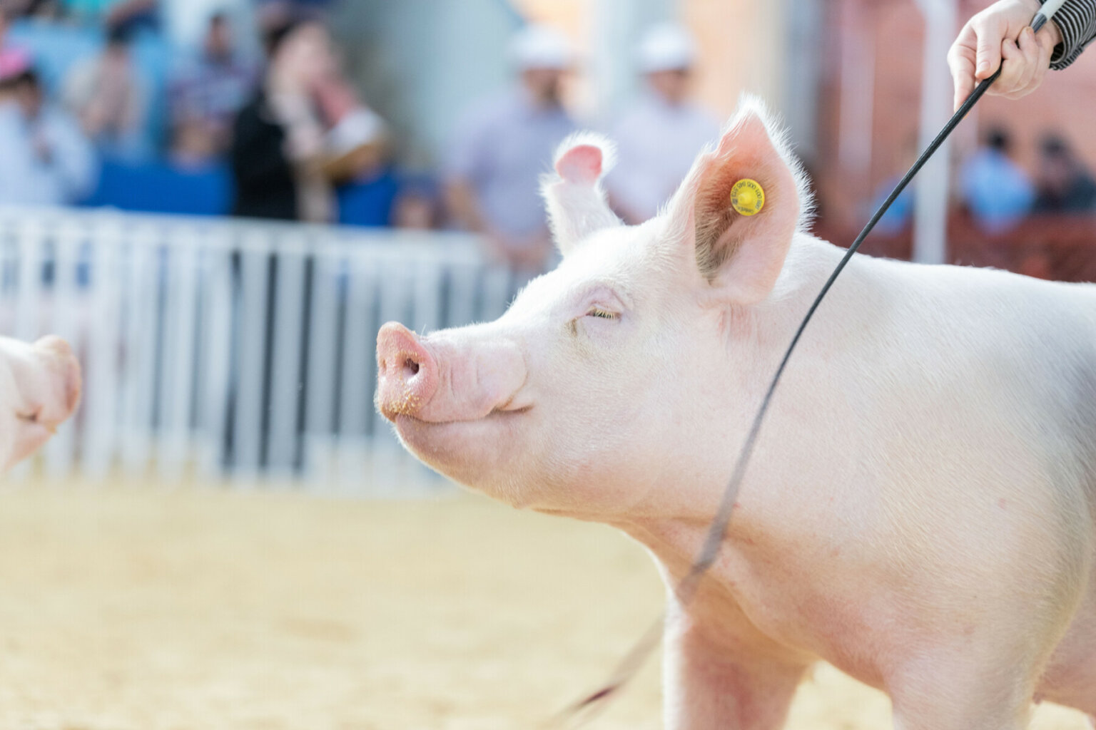 The Impact of California’s Proposition 12 on Texas Show Pig Producers ...