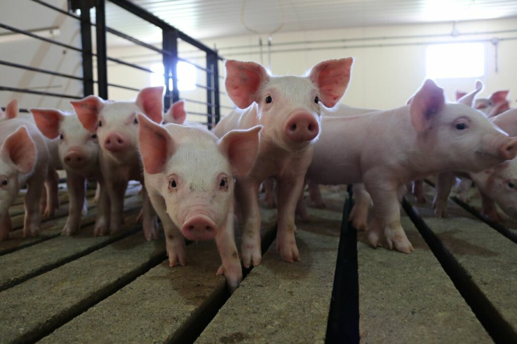 The Economic Impact of Texas' Pork Industry: A Key Contributor to the ...