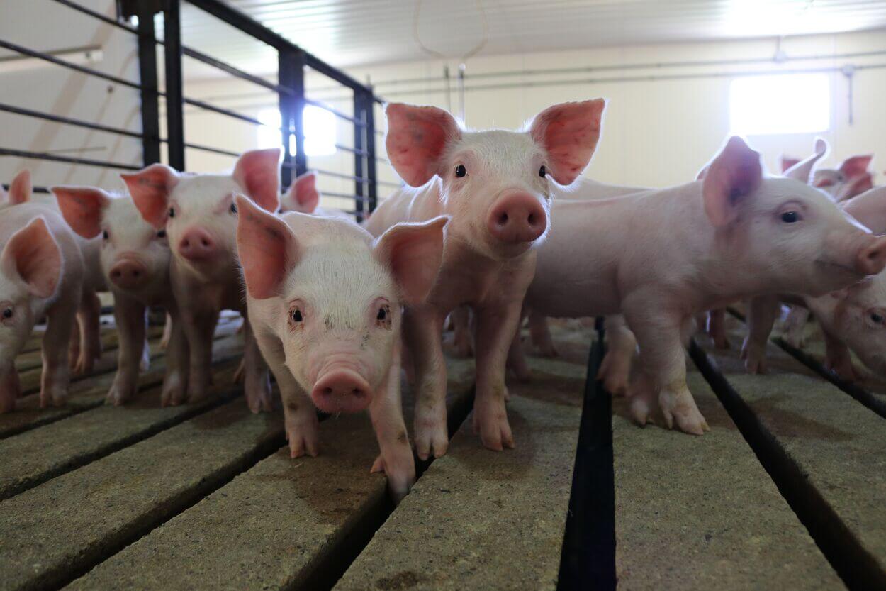 A United Front: Building a National Swine Health Strategy for U.S. Pork ...