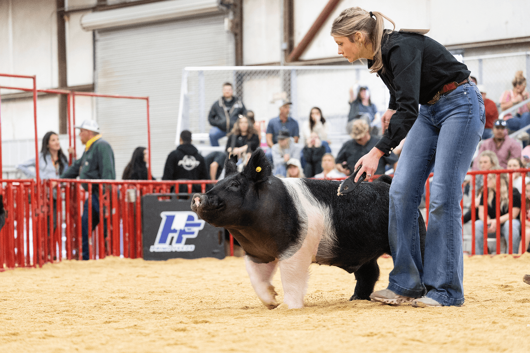 Tips and Tricks on How to Start your Show Pig Project - Texas Pork ...